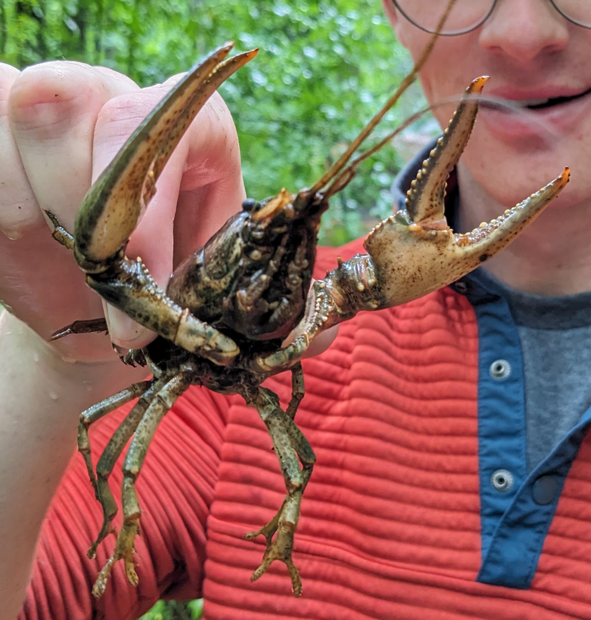 crayfish - Arlington Outdoor Lab